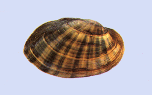 MUCKET - Encyclopedia Dubuque