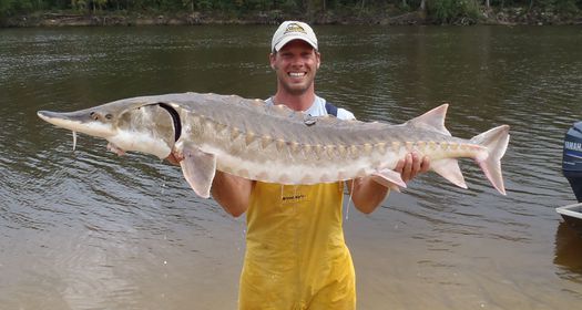 STURGEON - Encyclopedia Dubuque