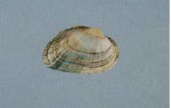 SLIPPERSHELL - Encyclopedia Dubuque