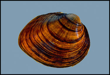 ROUND PIGTOE - Encyclopedia Dubuque