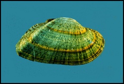 ELKTOE - Encyclopedia Dubuque