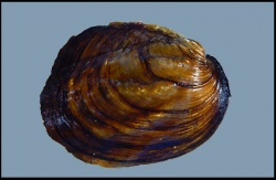 THREERIDGE - Encyclopedia Dubuque