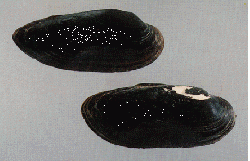 BLACK SANDSHELL - Encyclopedia Dubuque