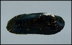 SPECTACLECASE - Encyclopedia Dubuque