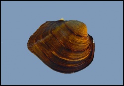 WABASH PIGTOE - Encyclopedia Dubuque