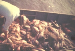 COMMERCIAL FISHING - Encyclopedia Dubuque