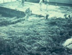 WING DAMS - Encyclopedia Dubuque