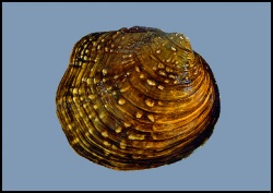 PURPLE WARTYBACK - Encyclopedia Dubuque