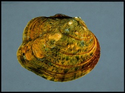 MONKEYFACE MUSSEL - Encyclopedia Dubuque