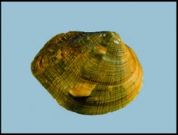 WARTYBACK - Encyclopedia Dubuque