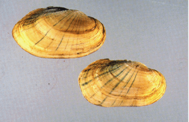 FAT MUCKET - Encyclopedia Dubuque